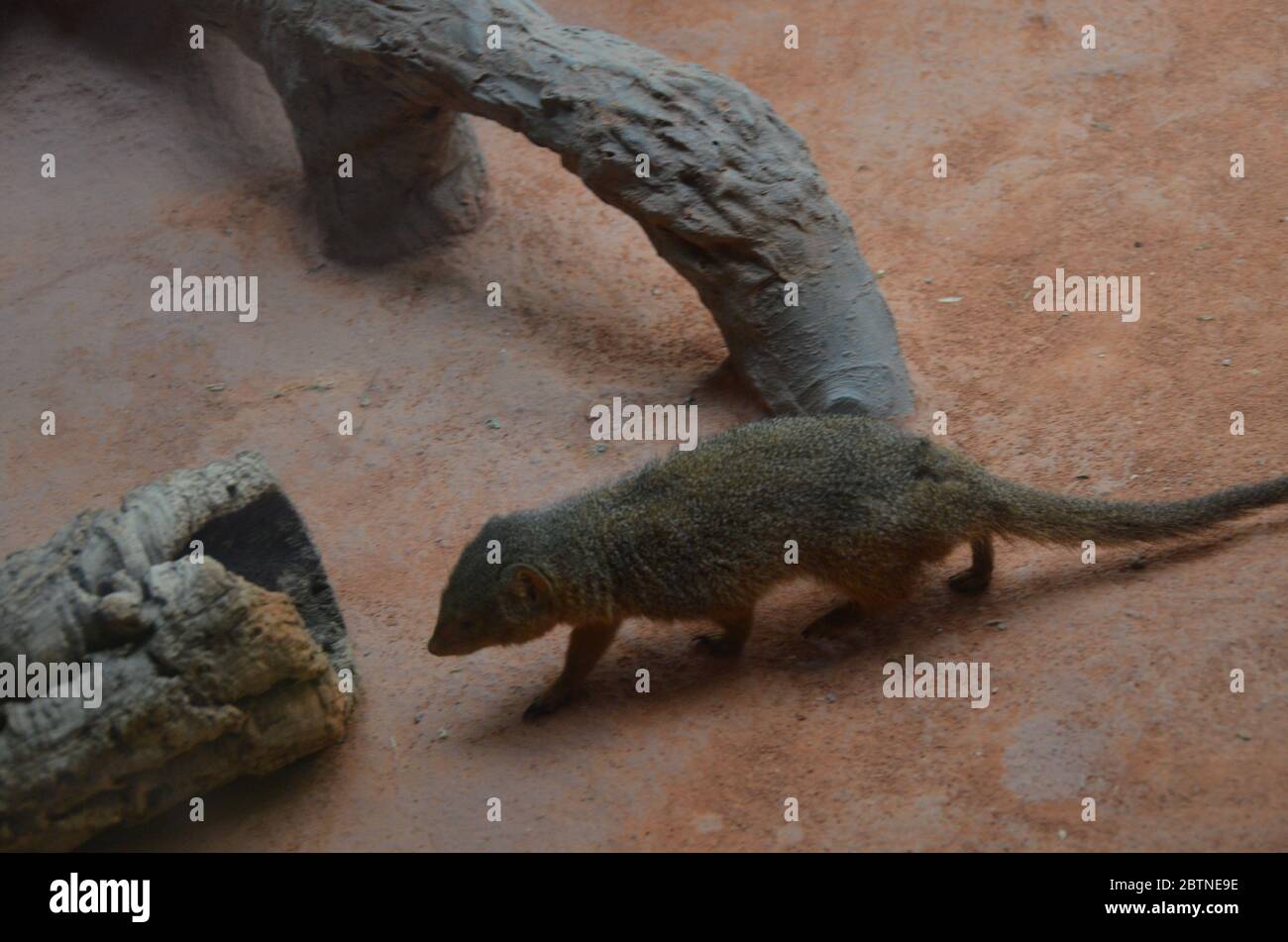 Dwarf mongoose portrait in the zoo Stock Photo - Alamy