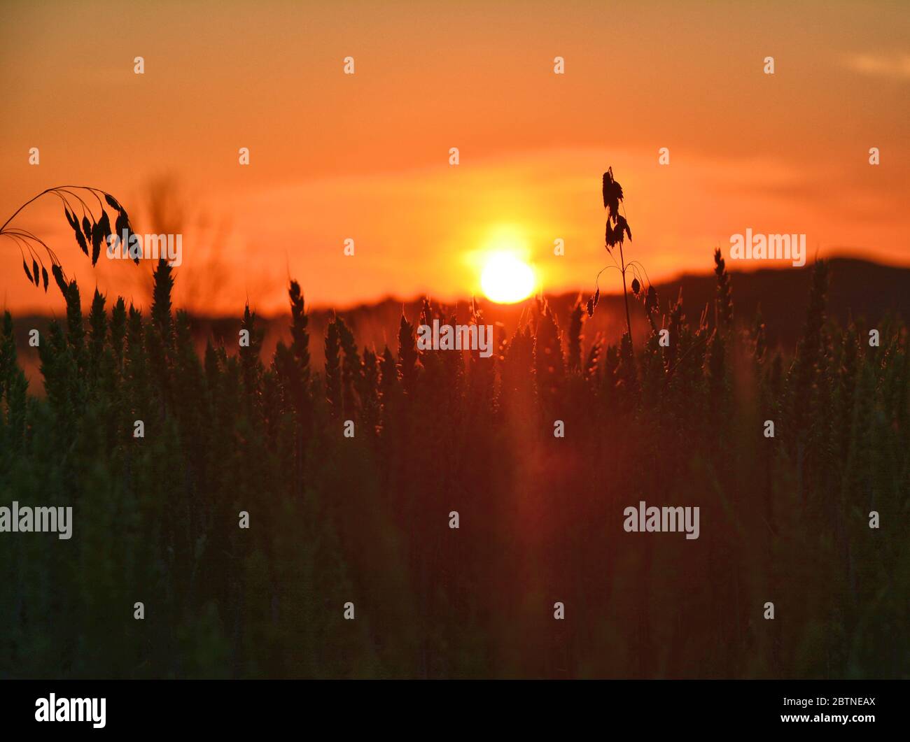 Sunset over wheat field. Red sky Stock Photo - Alamy