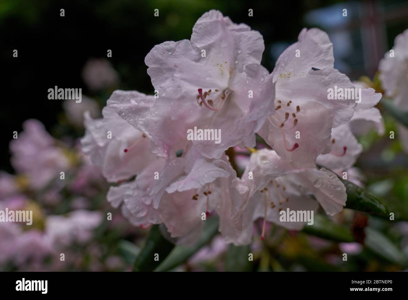 Pink and white Rhododendron blossom Stock Photo - Alamy
