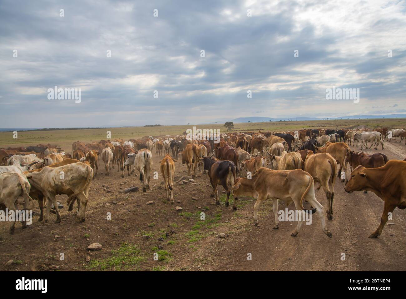 Farmland with sheep and Cows from Kenyan Village Stock Photo - Alamy