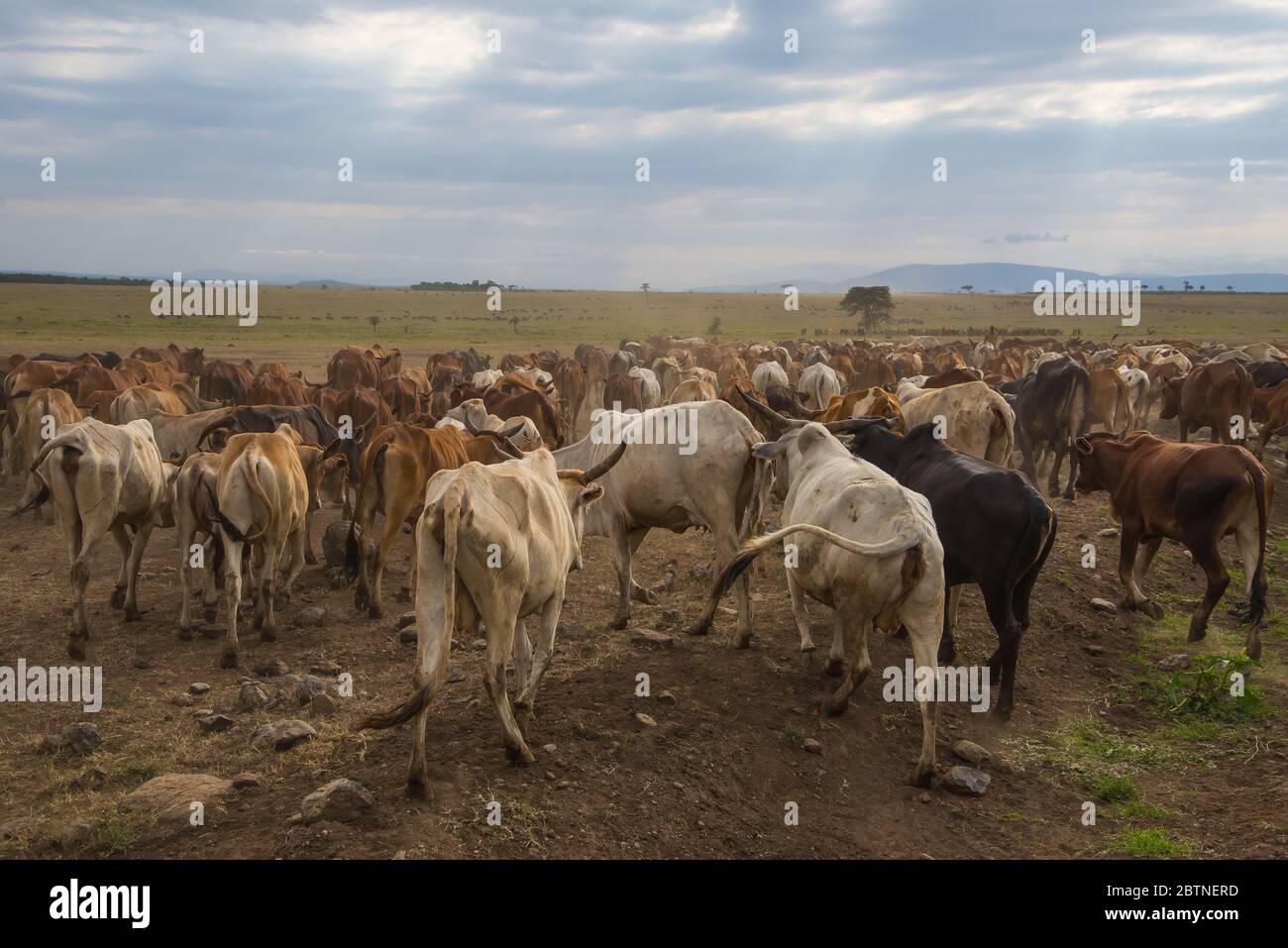Farmland with sheep and Cows from Kenyan Village Stock Photo - Alamy