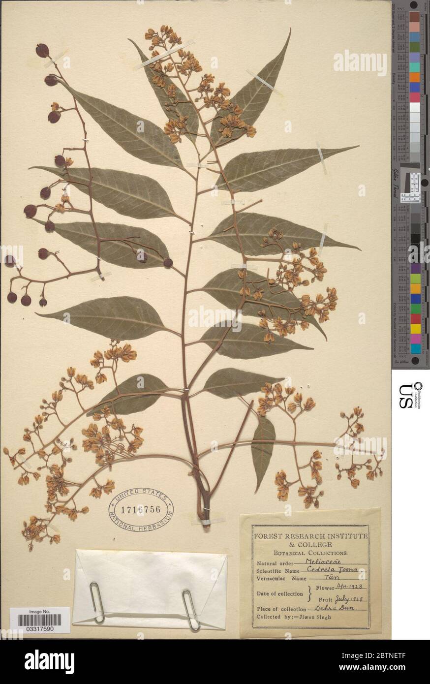 Toona ciliata M Roem. 12 Jul 20191 Stock Photo - Alamy