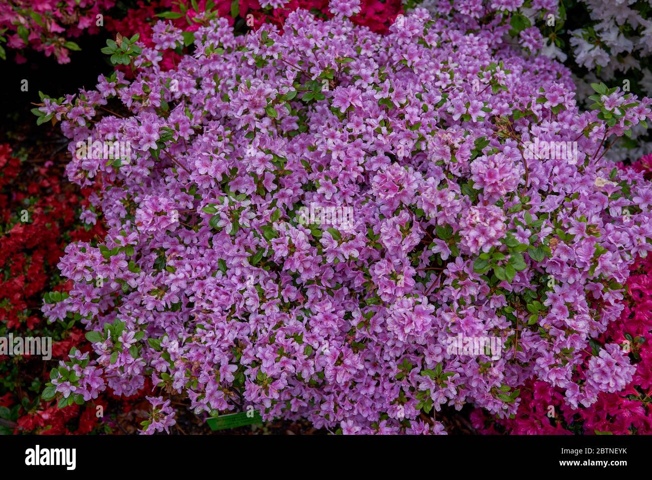 Sazava hi-res stock photography and images - Alamy