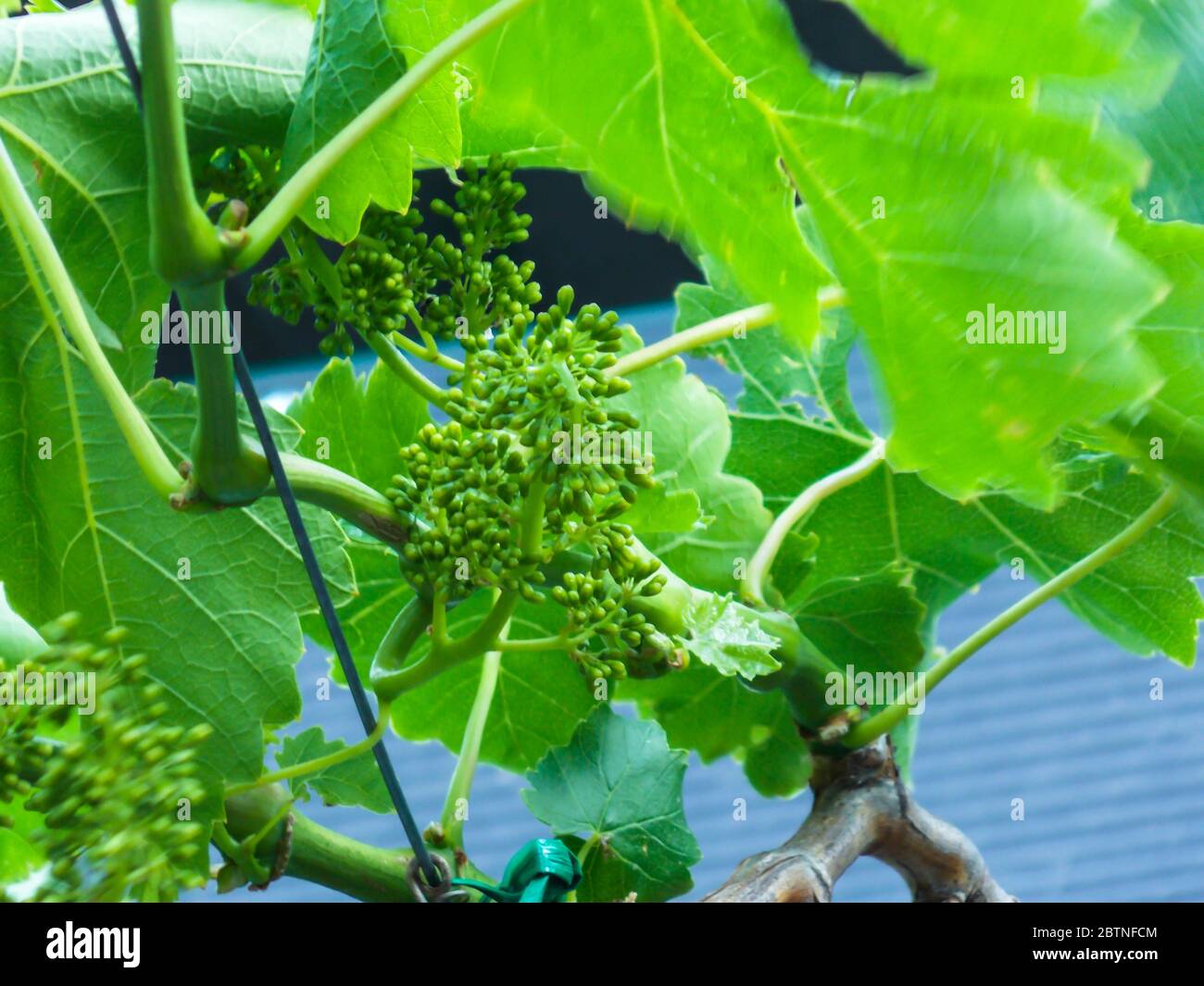 Healthy Green Victoria Grapes Closeup Stock Photo - Alamy