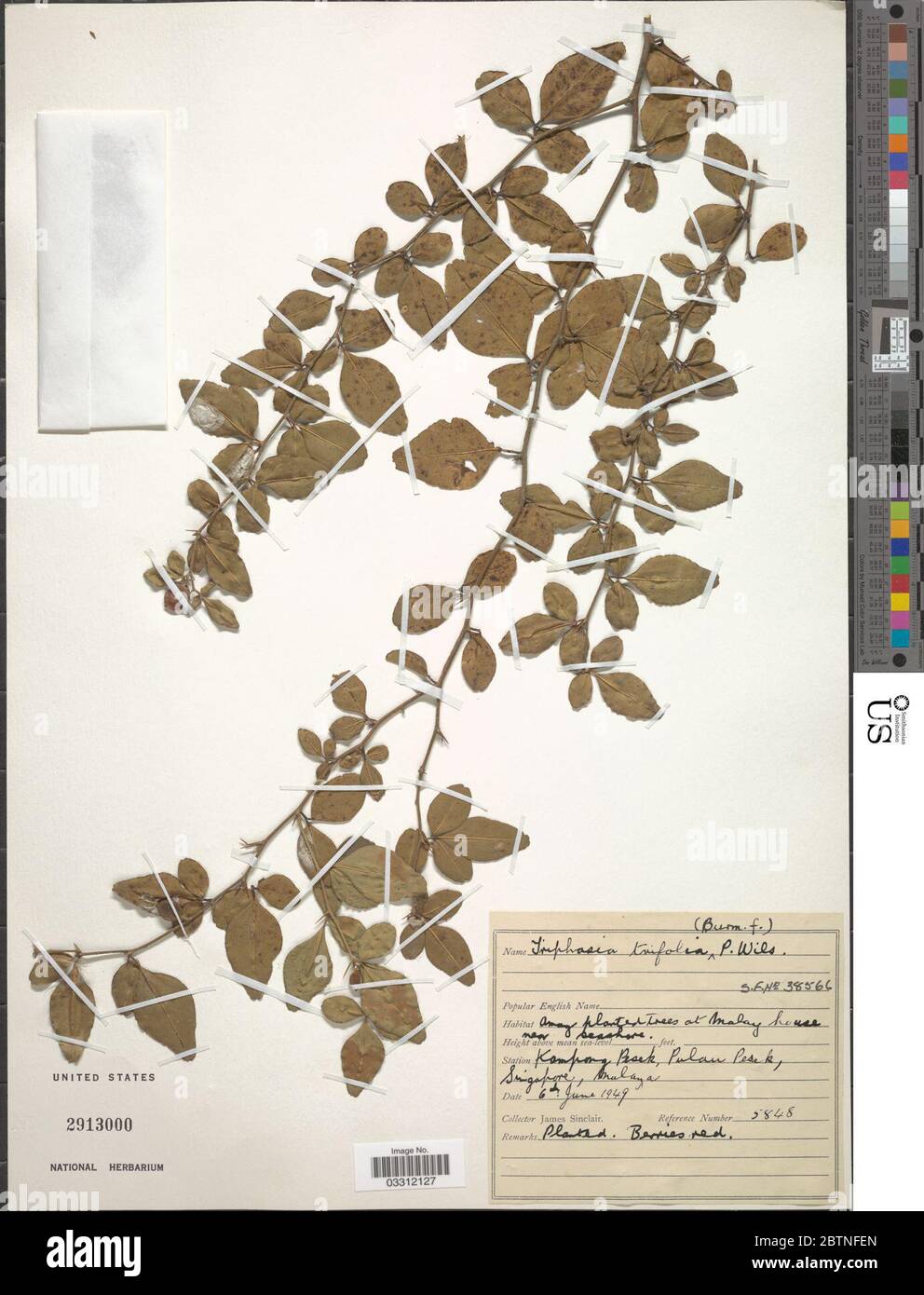 Triphasia trifoliata DC. 12 Jul 20191 Stock Photo - Alamy