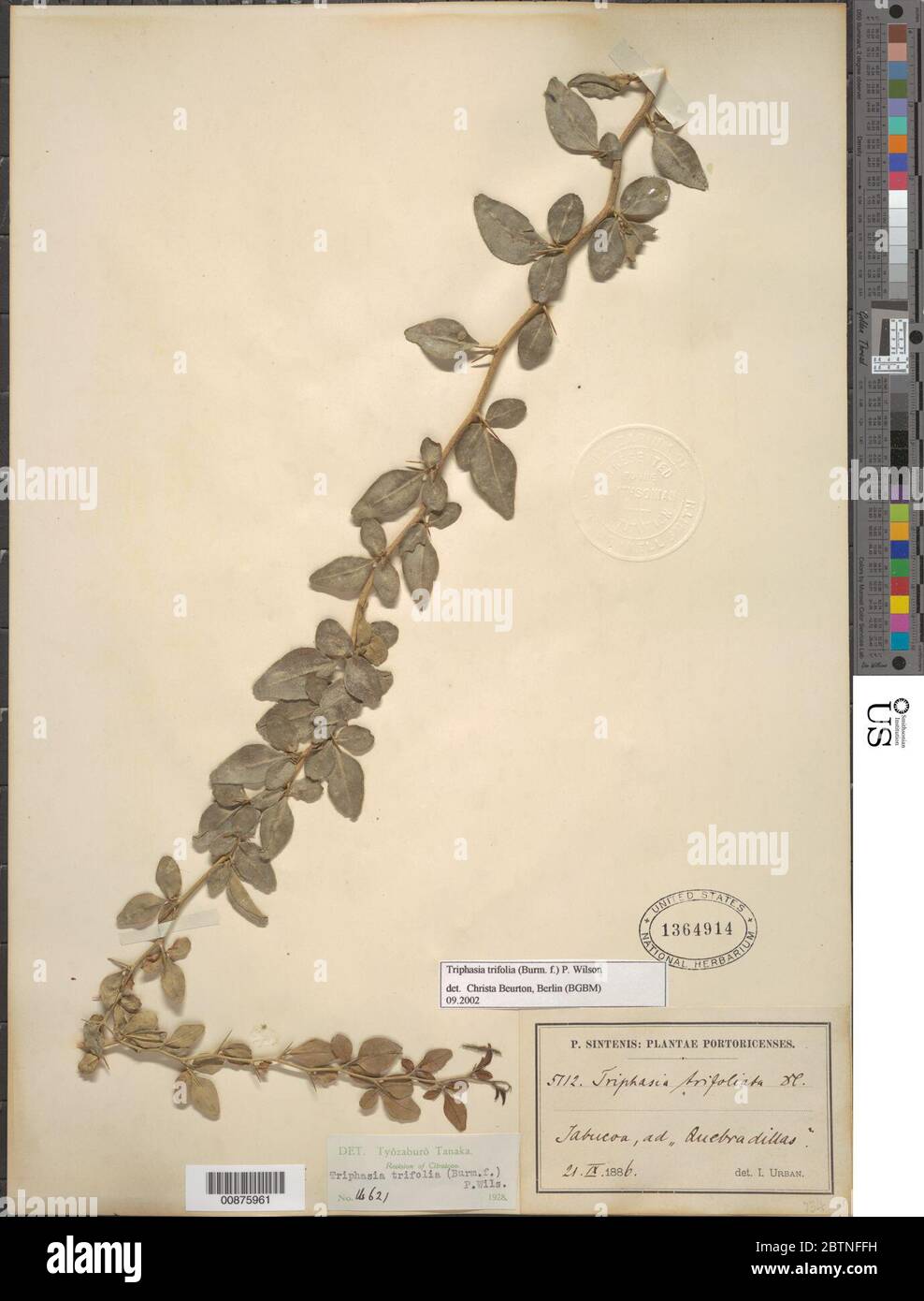 Triphasia trifolia Burm f P Wilson. 12 Jul 20191 Stock Photo - Alamy