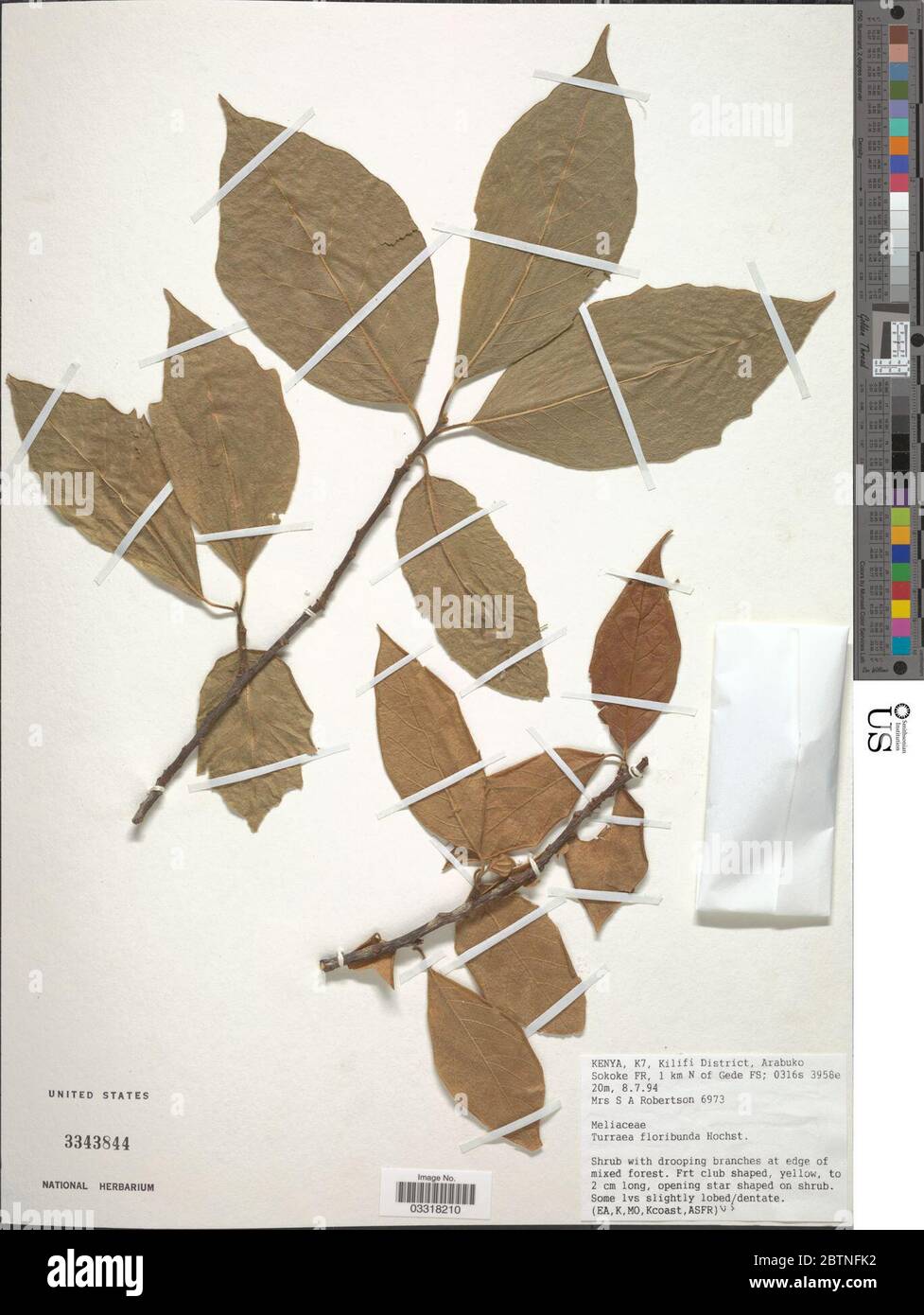 Turraea hi-res stock photography and images - Alamy