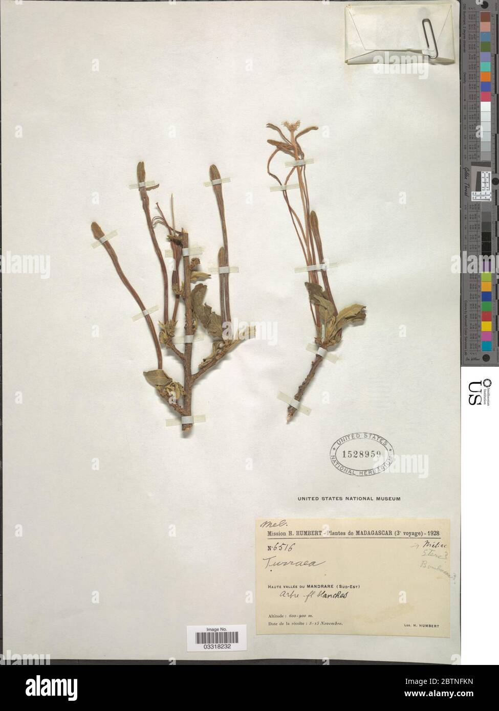 Turraea High Resolution Stock Photography and Images - Alamy