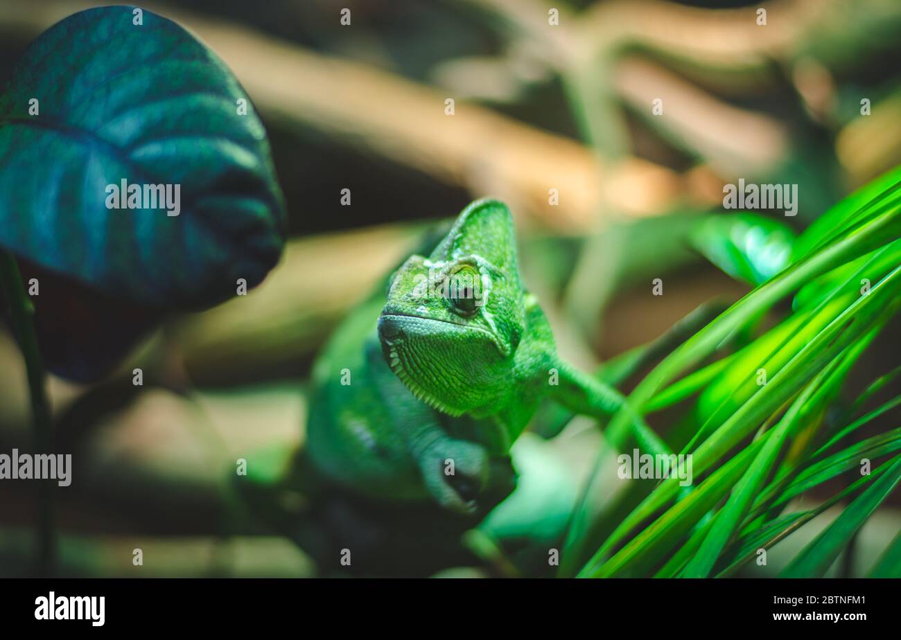 A Chameleon resting on a branch at the Sharjah Desert Park In the ...