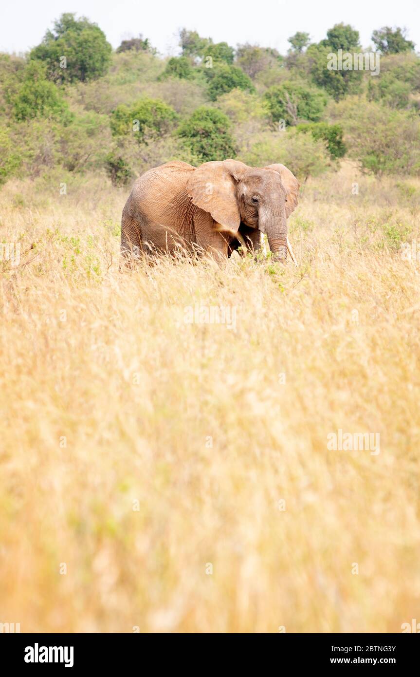Elefante africa hi-res stock photography and images - Alamy