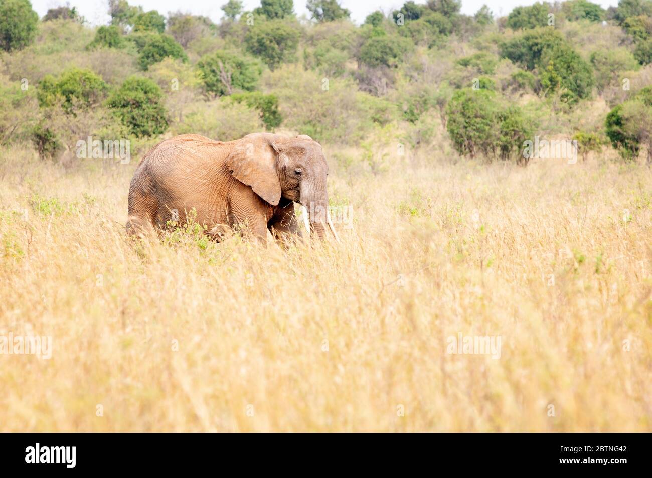 African savanna elephant hi-res stock photography and images - Alamy