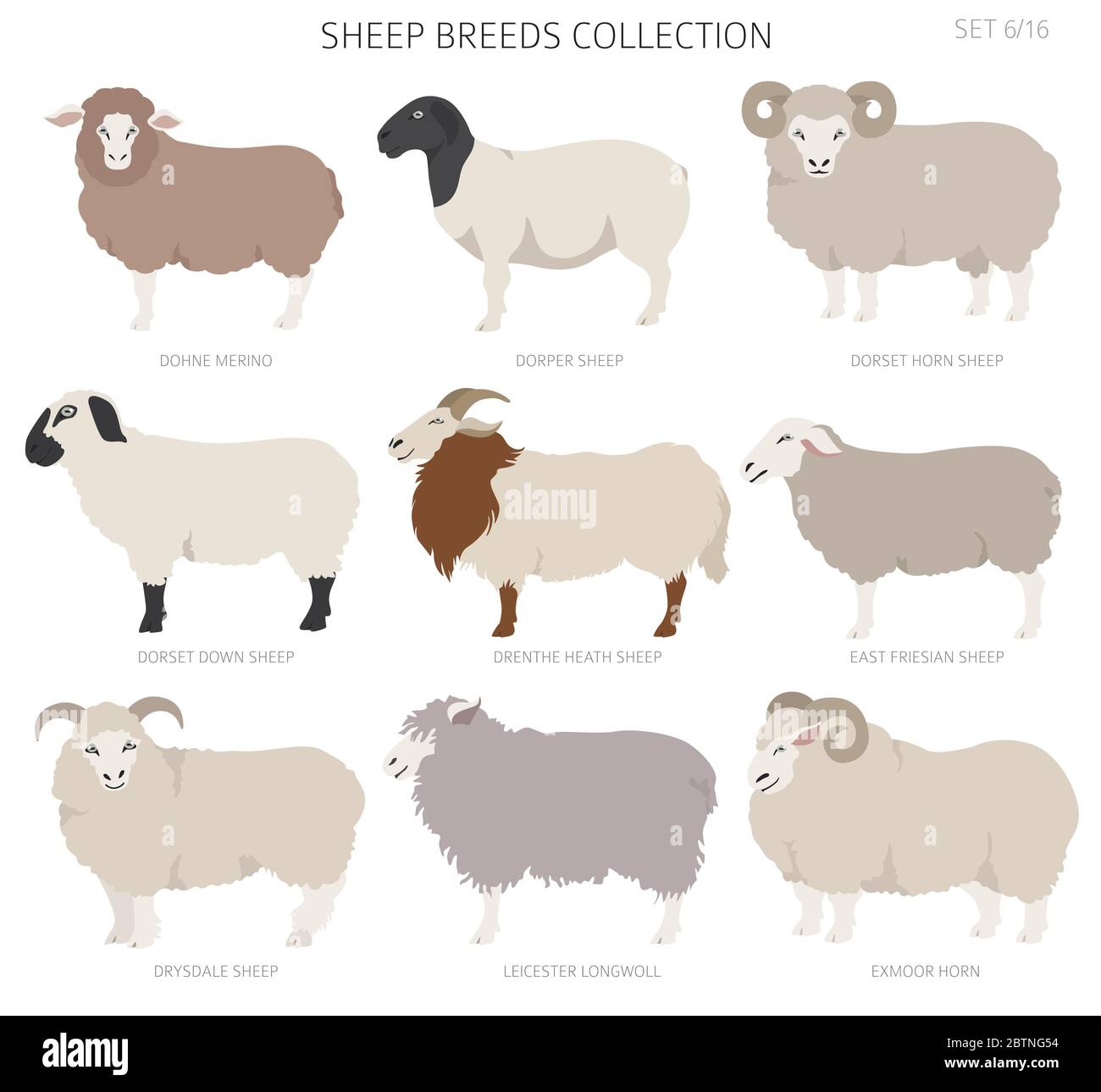 Sheep breeds collection 6. Farm animals set. Flat design. Vector ...