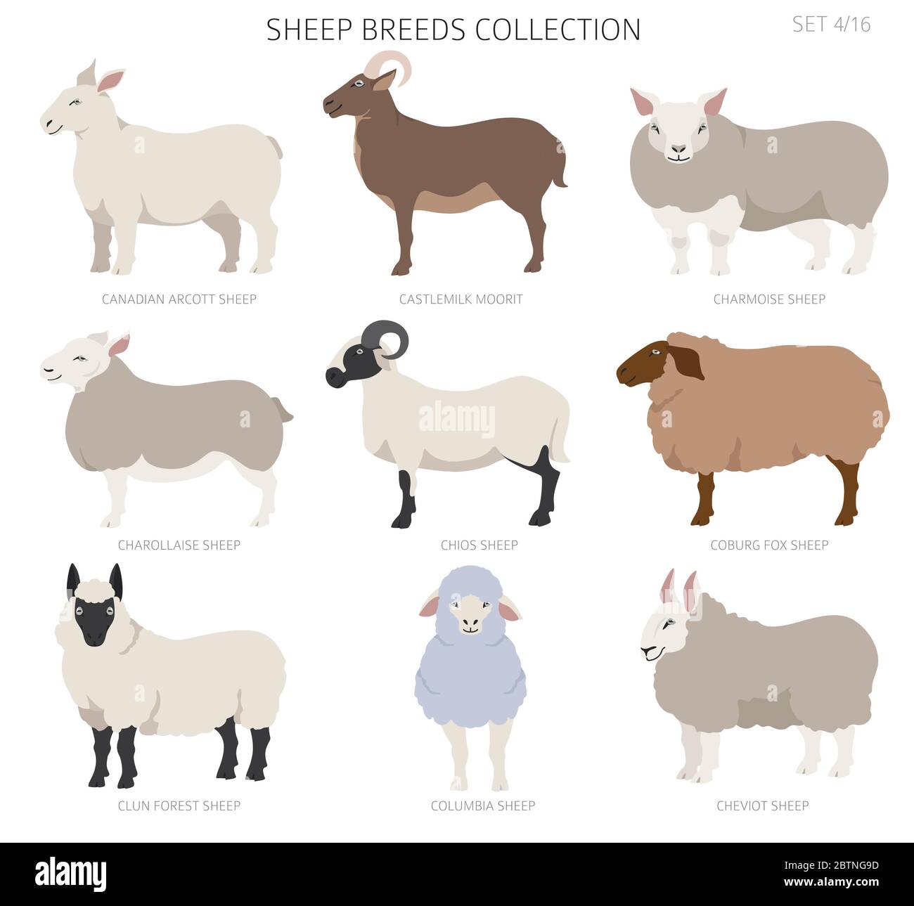 Charollaise Stock Vector Images - Alamy