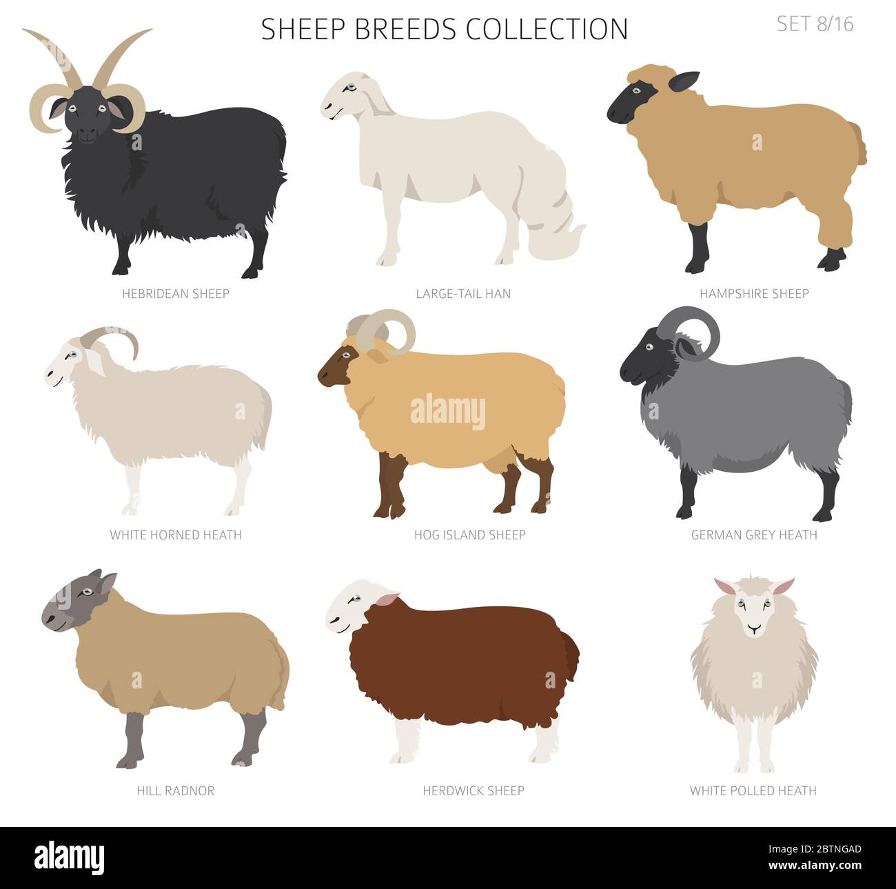 Sheep breeds collection 8. Farm animals set. Flat design. Vector ...