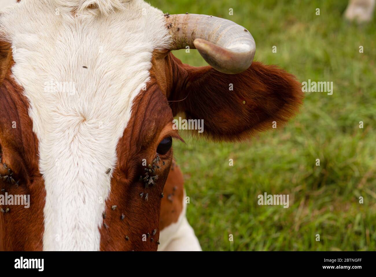 Attacked by parasites hi-res stock photography and images - Alamy