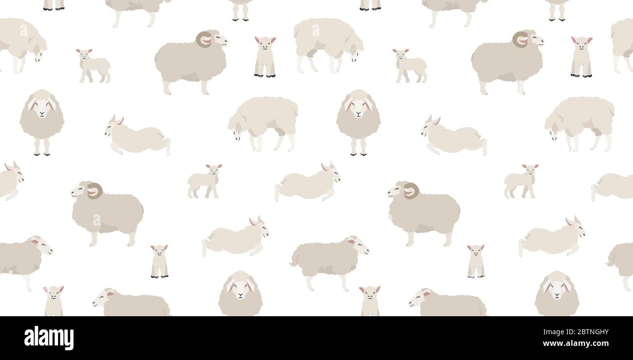 Sheep poses seamless pattern. Farm animals set. Flat design. Vector ...