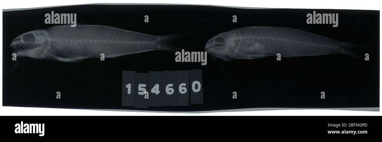 Paratype specimen Cut Out Stock Images & Pictures - Alamy