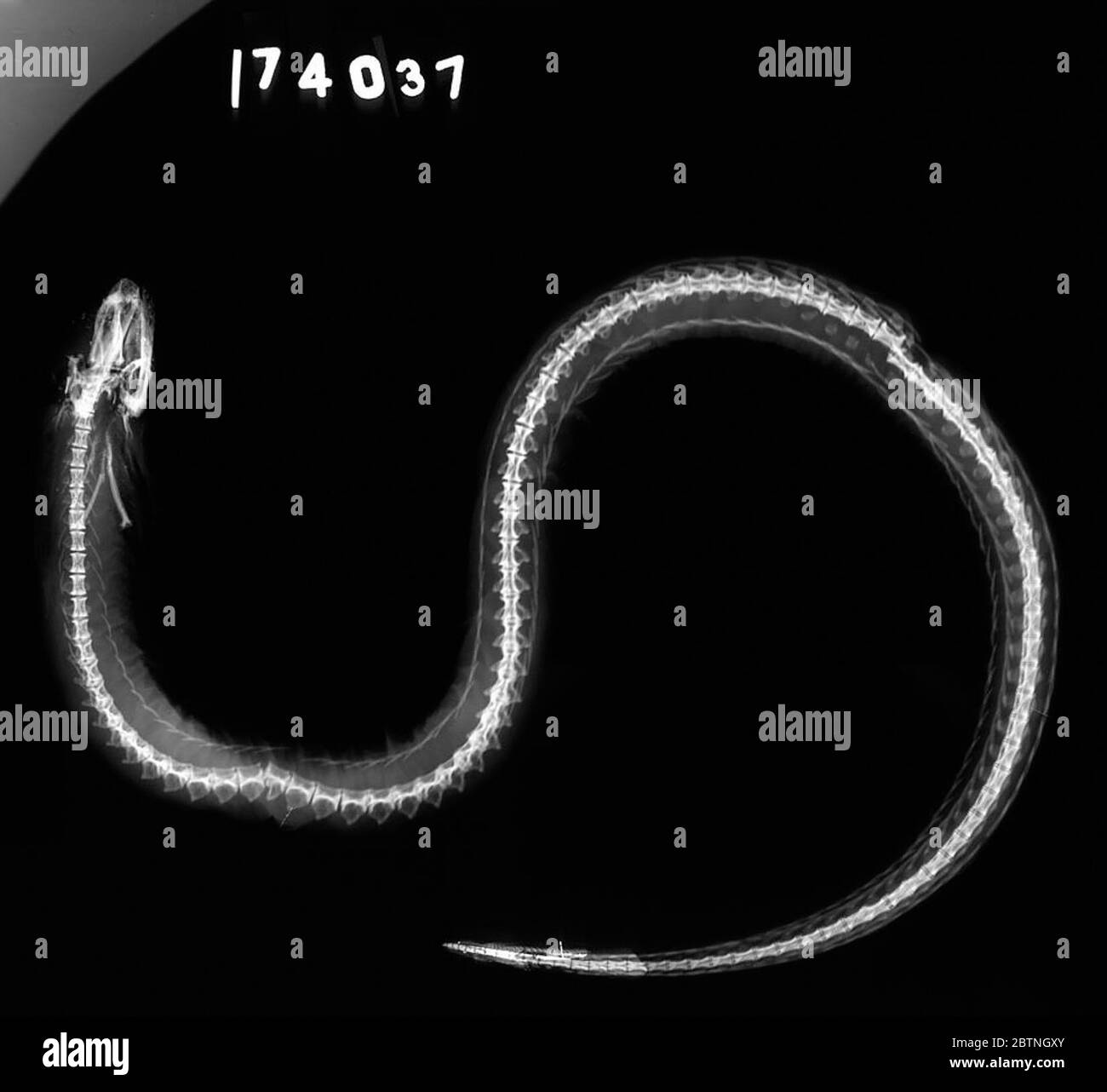 Uropterygius hi-res stock photography and images - Alamy