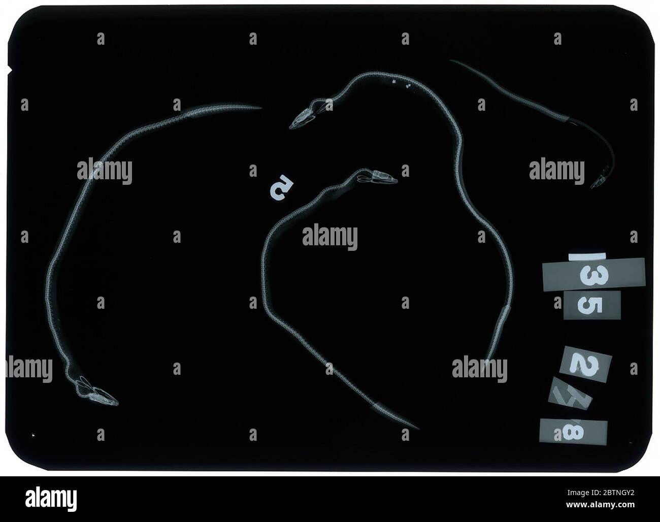 Uropterygius. 14 Dec 2015D. 52534 Stock Photo - Alamy