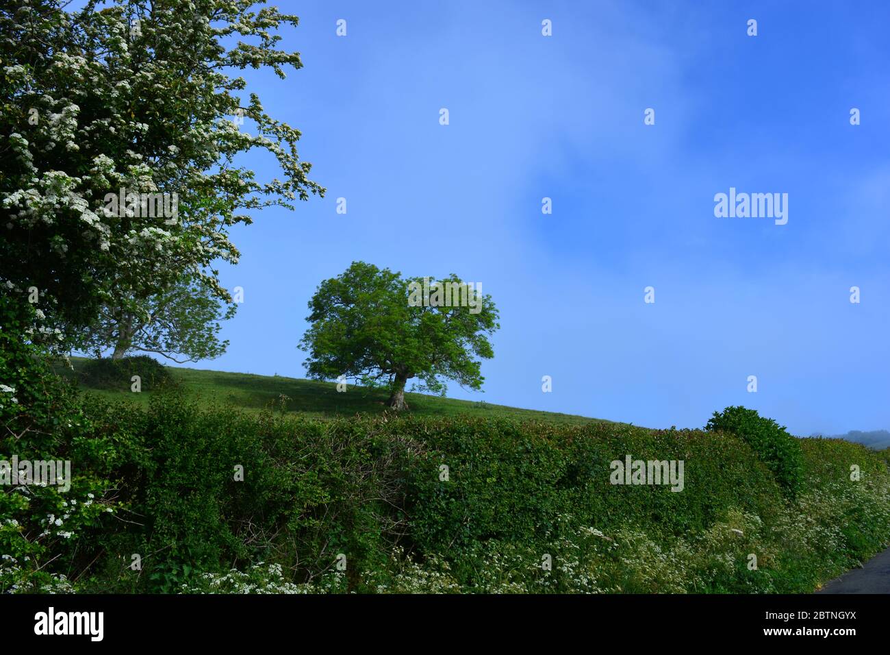 English spring landscape with hawthorn and cow parsley in flower at the ...