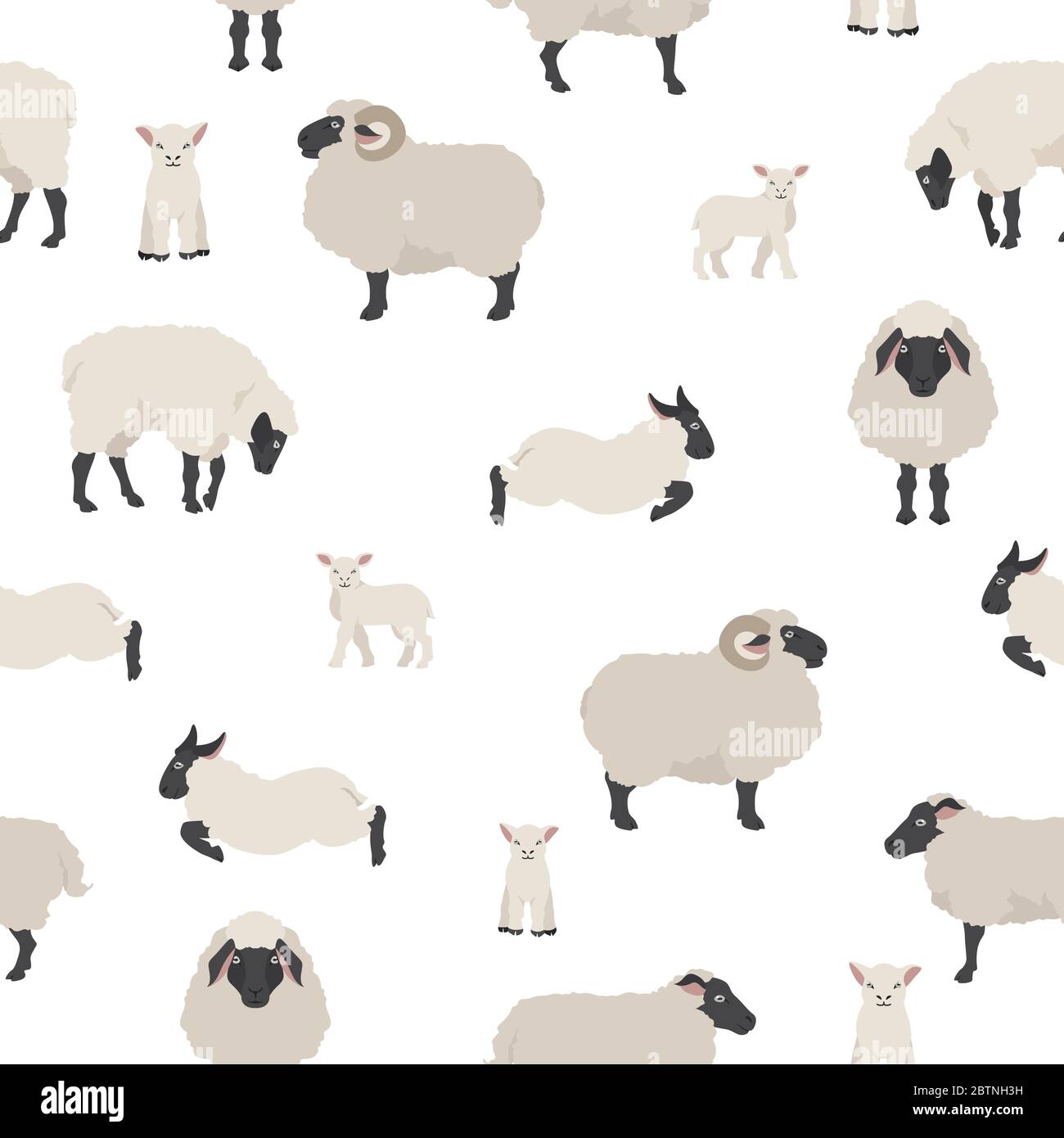 Sheep poses seamless pattern. Farm animals set. Flat design. Vector ...