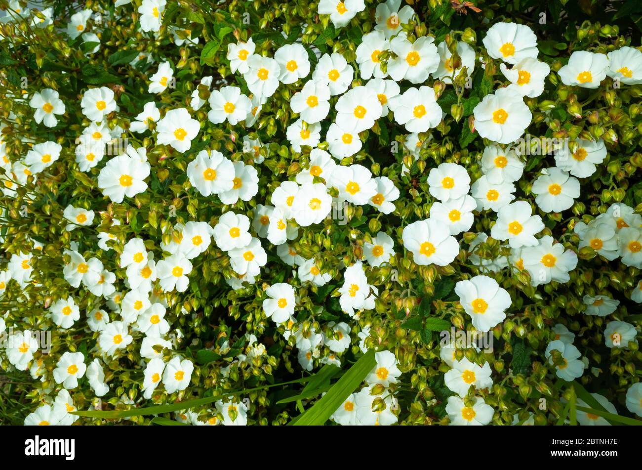 White rock rose hi-res stock photography and images - Alamy