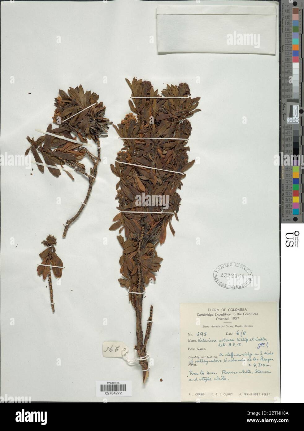 Valeriana arborea Killip Cuatrec Stock Photo - Alamy