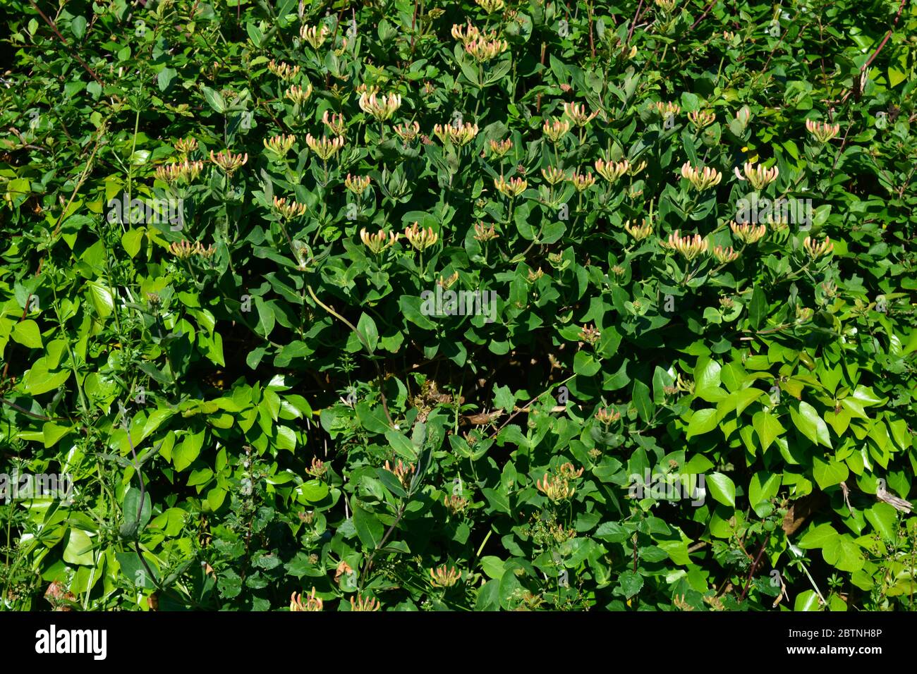 Hedgerow with Sticky Willy and Wild Honeysuckle in flower, also known ...