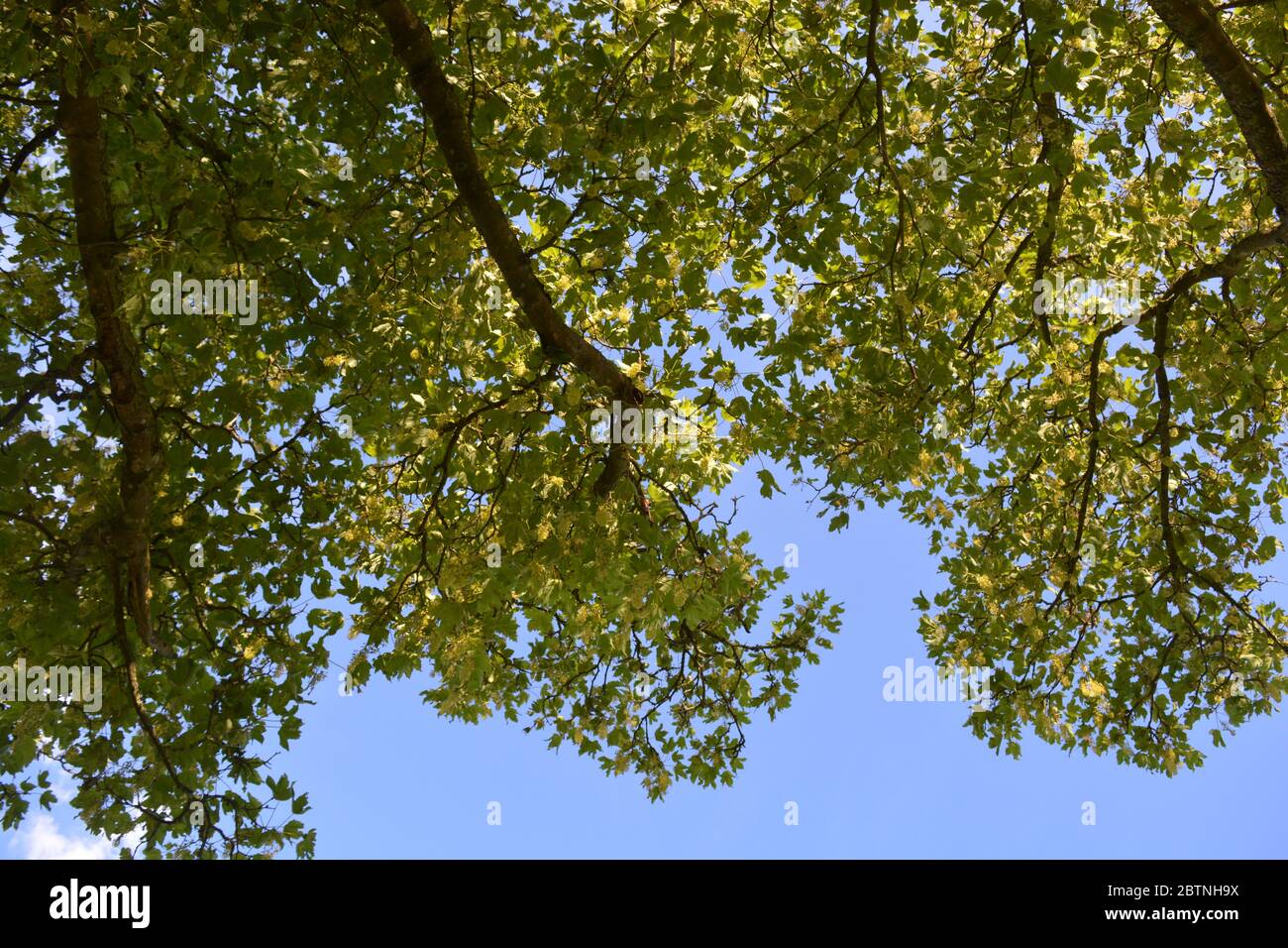 Sycamore tree, also known as Acer pseudoplatanus, low angle view to ...