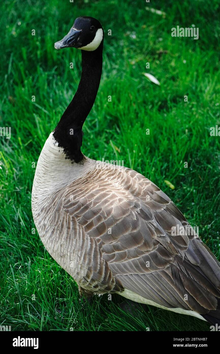 Poultry and goose hi-res stock photography and images - Alamy