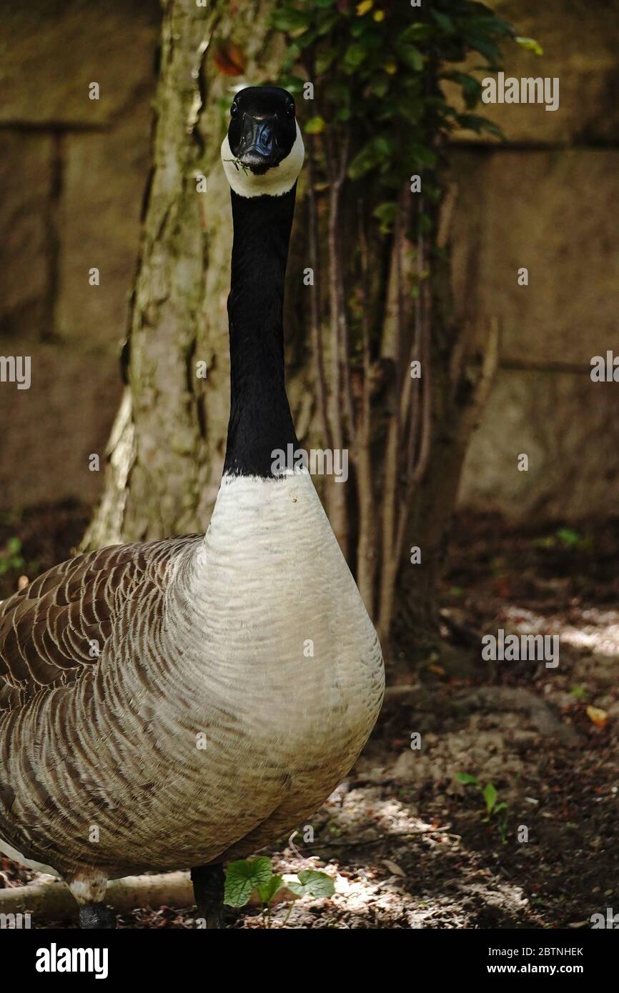 Poultry farming guide hi-res stock photography and images - Alamy