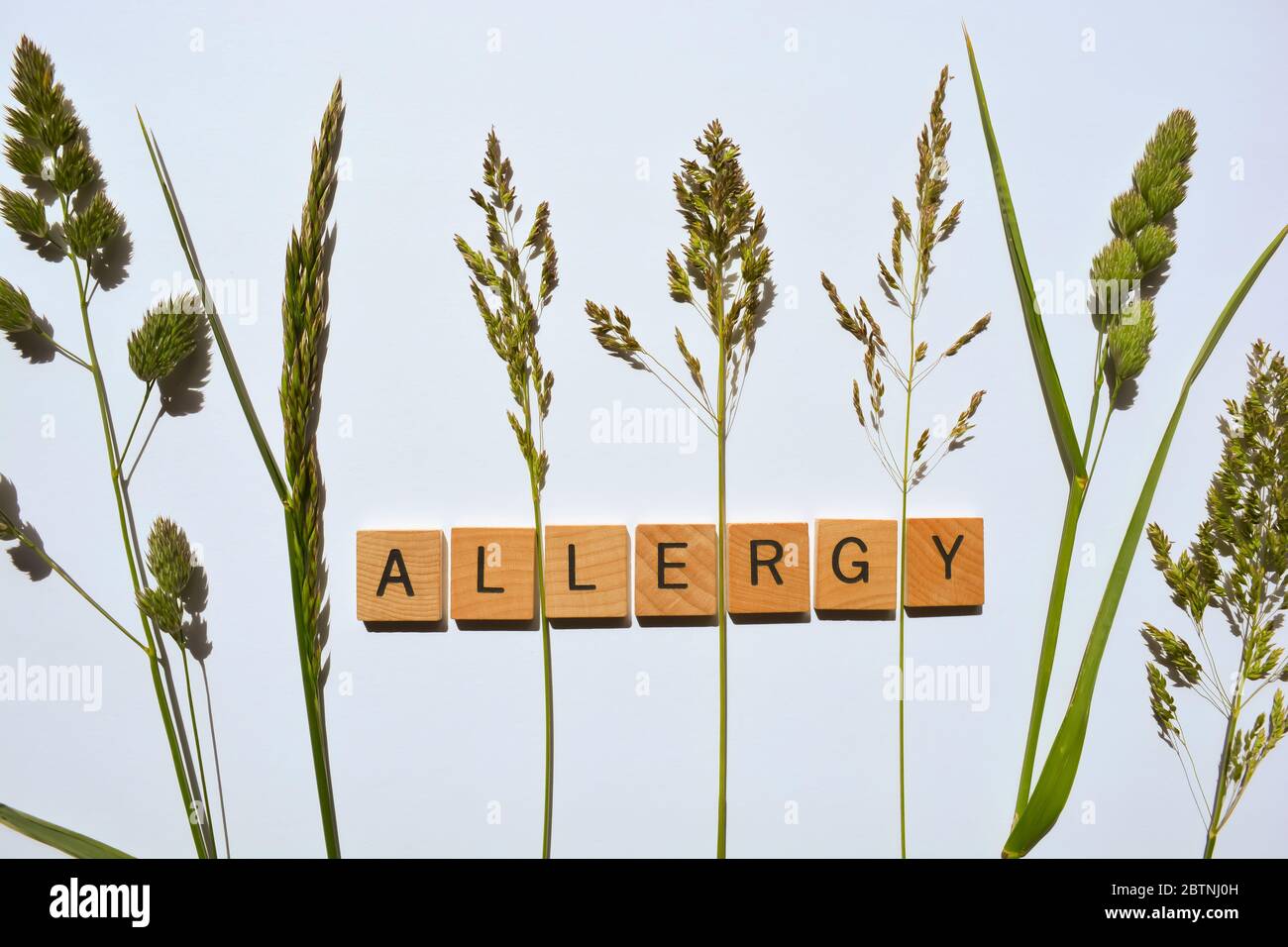Allergy, word in wooden alphabet letters with fresh green grasses ...