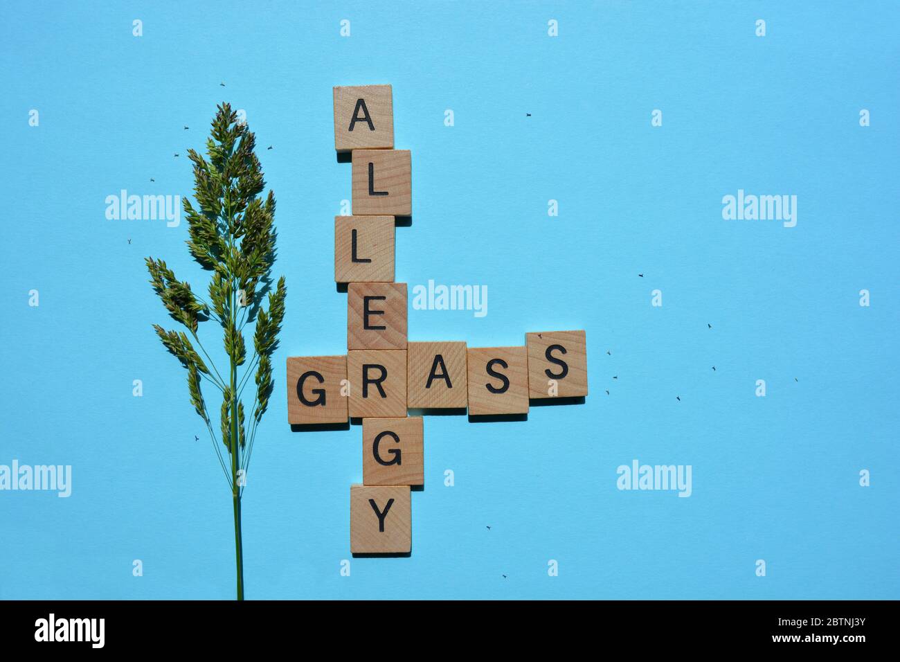 Grass Allergy, words in wooden alphabet letters and grass flowerhead ...