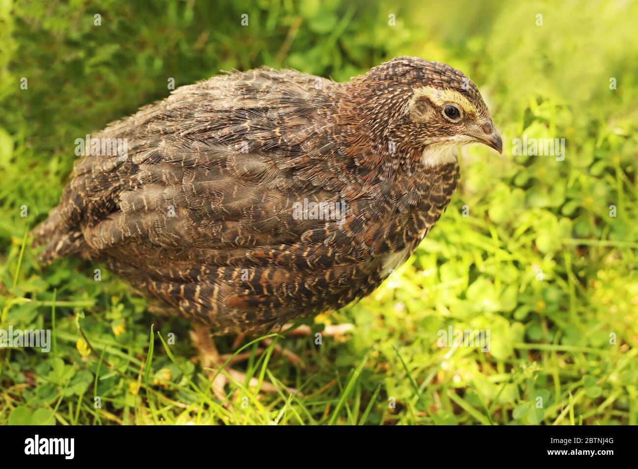 Japanese quail coturnix coturnix japonica hi-res stock photography and ...
