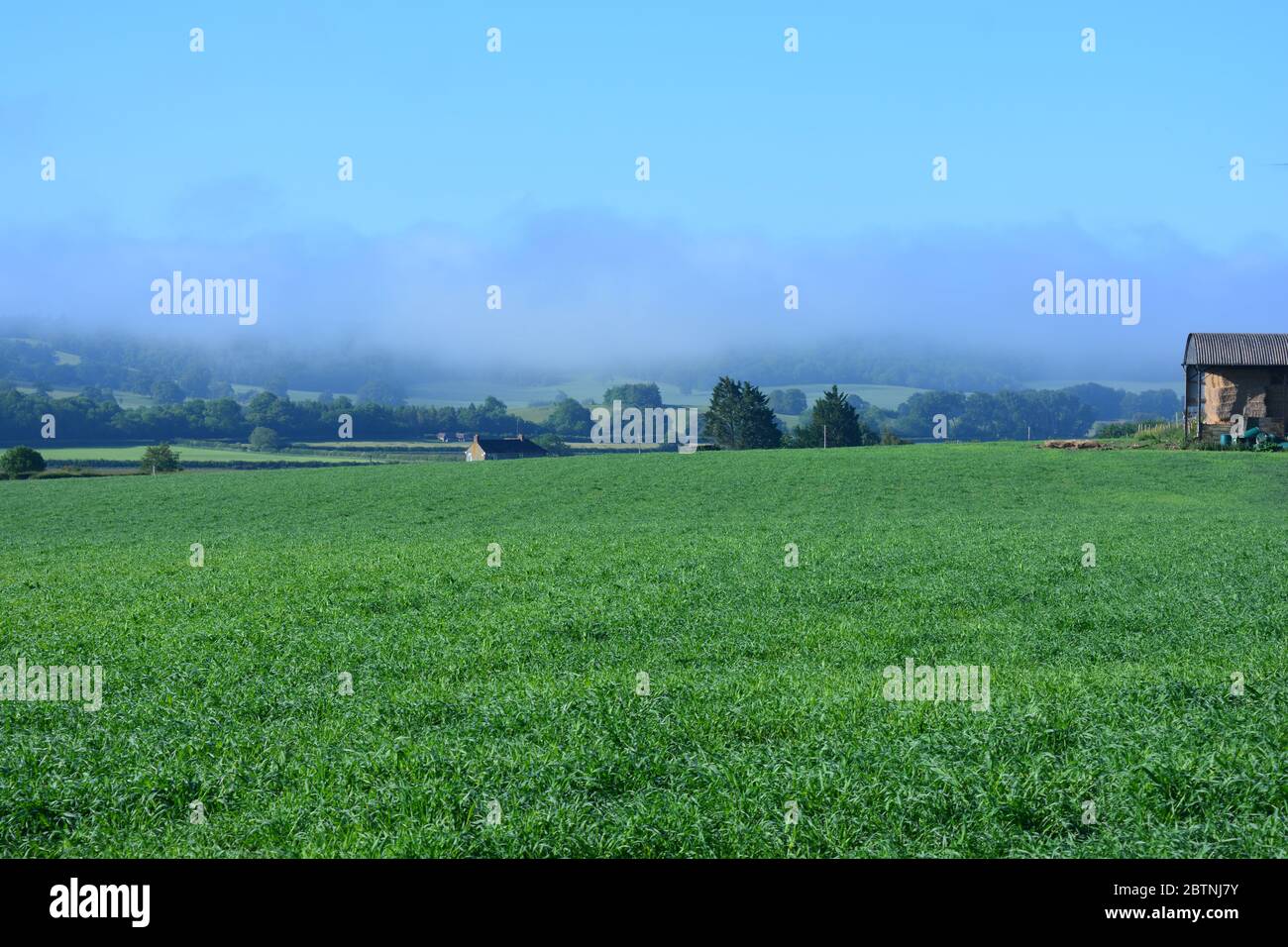 Rural summer landscape with mist burning off the fields, Dorset ...