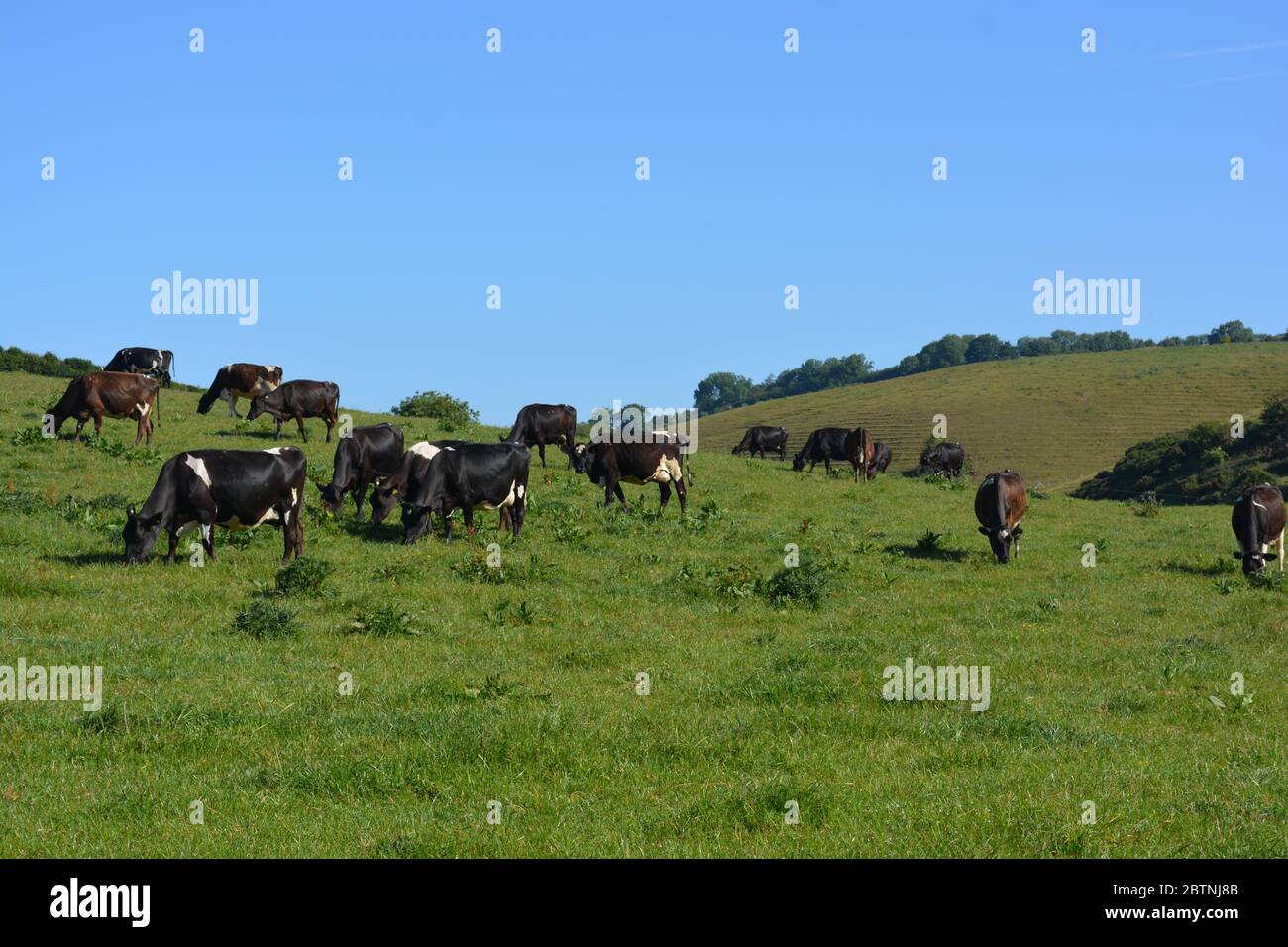 Dairy cattle grazing hi-res stock photography and images - Alamy