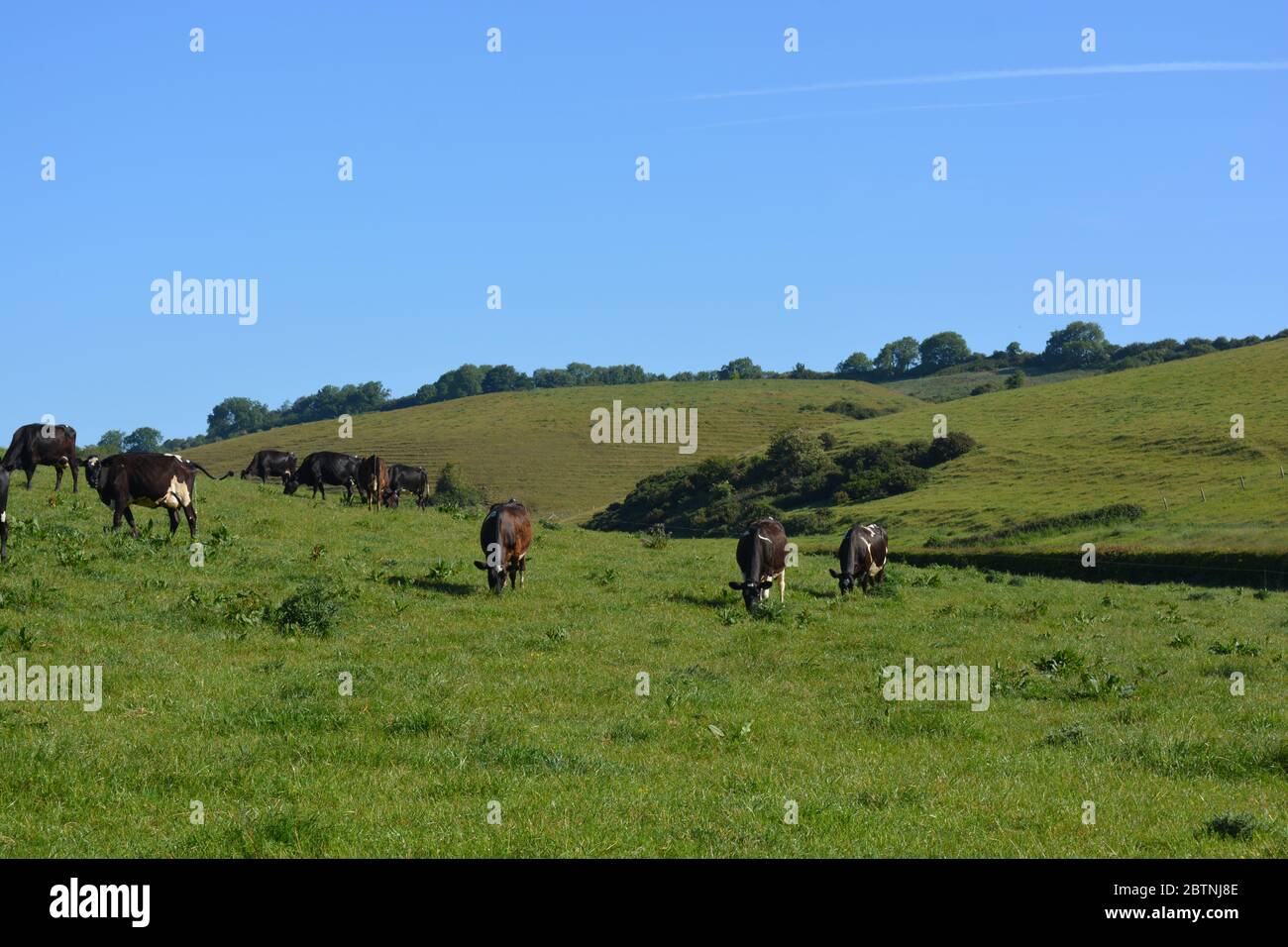 Dairy cattle grazing hi-res stock photography and images - Alamy