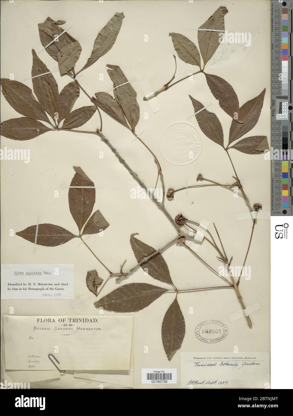 Vitex capitata hi-res stock photography and images - Alamy