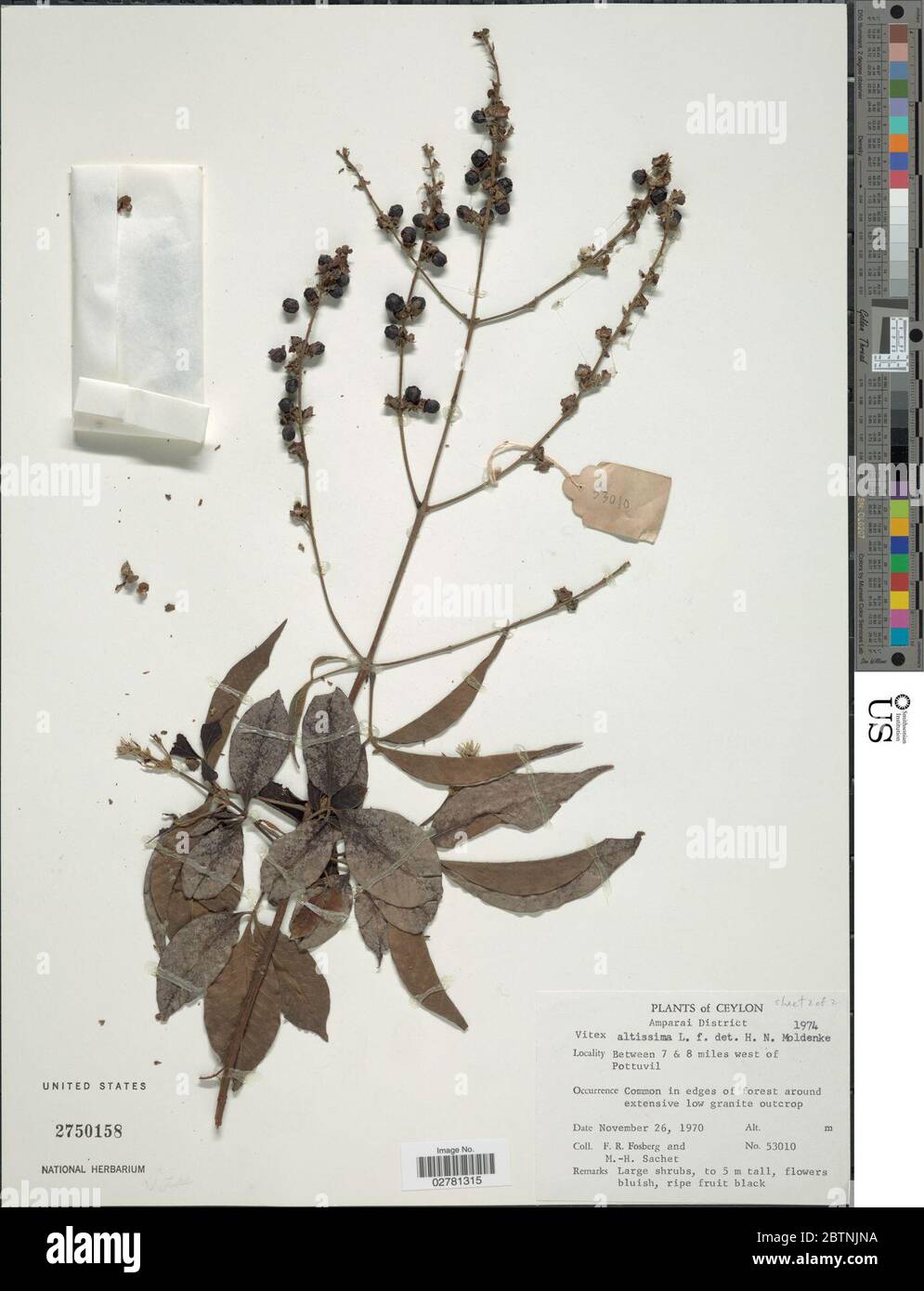 Vitex altissima hi-res stock photography and images - Alamy