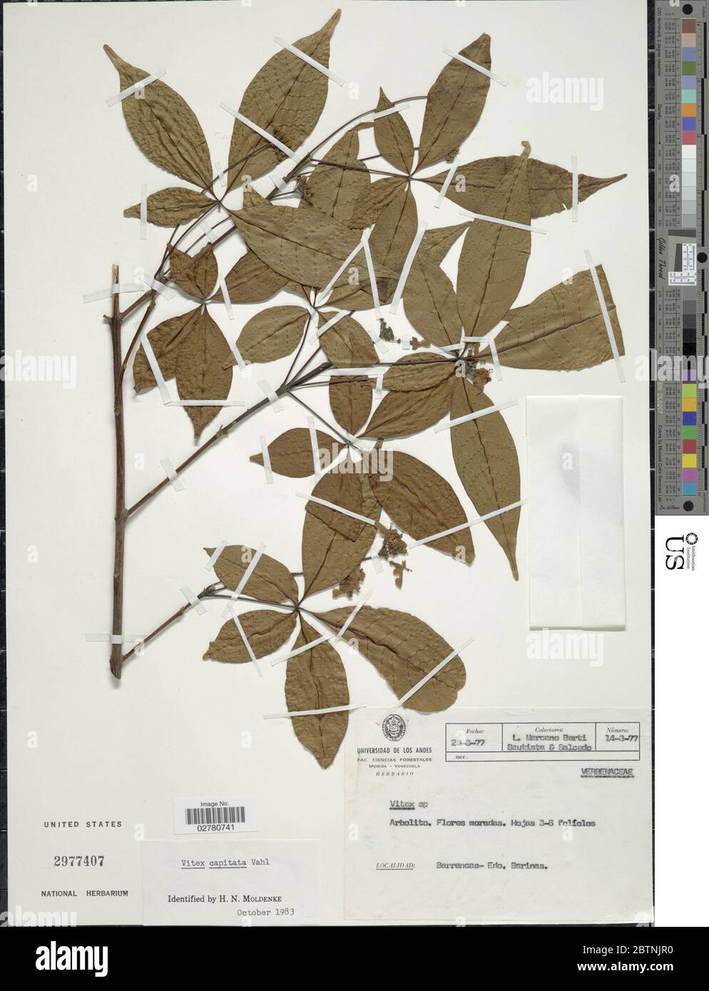 Vitex capitata hi-res stock photography and images - Alamy