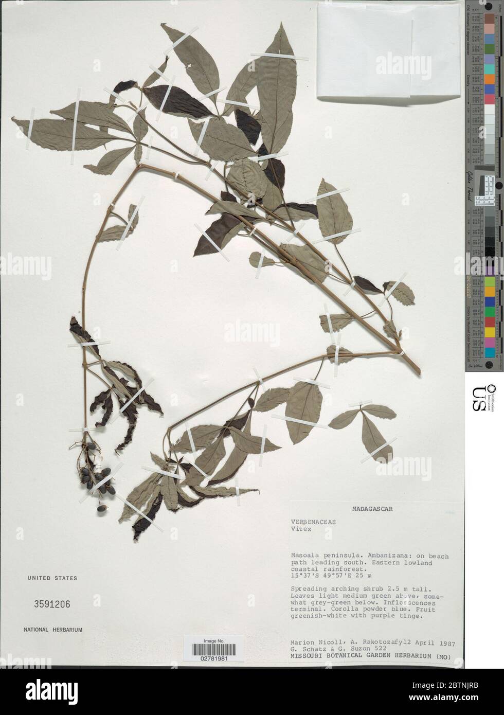 Vitex vitex sp hi-res stock photography and images - Alamy