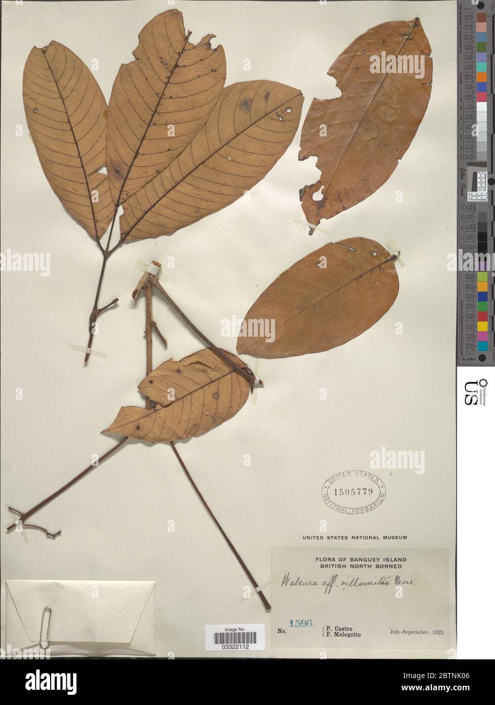 Walsura pinnata Hassk. 29 May 20191 Stock Photo - Alamy