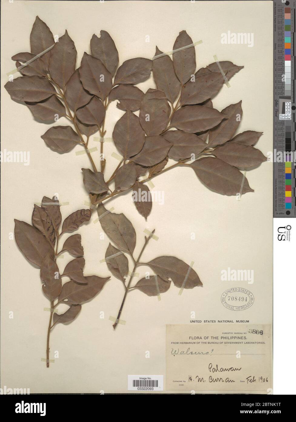 Walsura sp. 29 May 20191 Stock Photo - Alamy