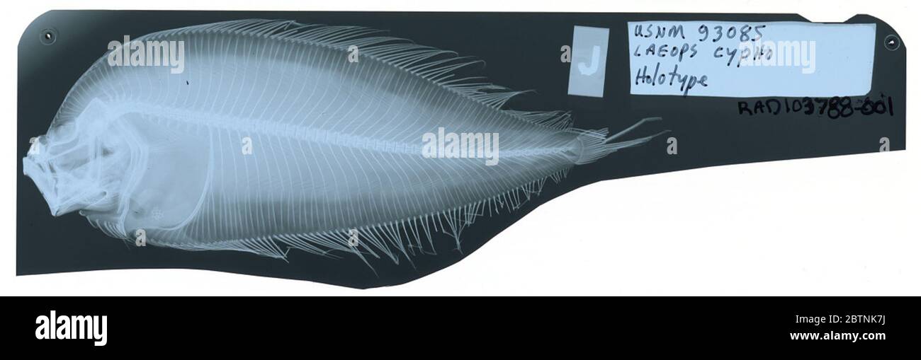 Laeops cypho. Radiograph is of a holotype specimen.25 Oct 2018D. 55192 ...