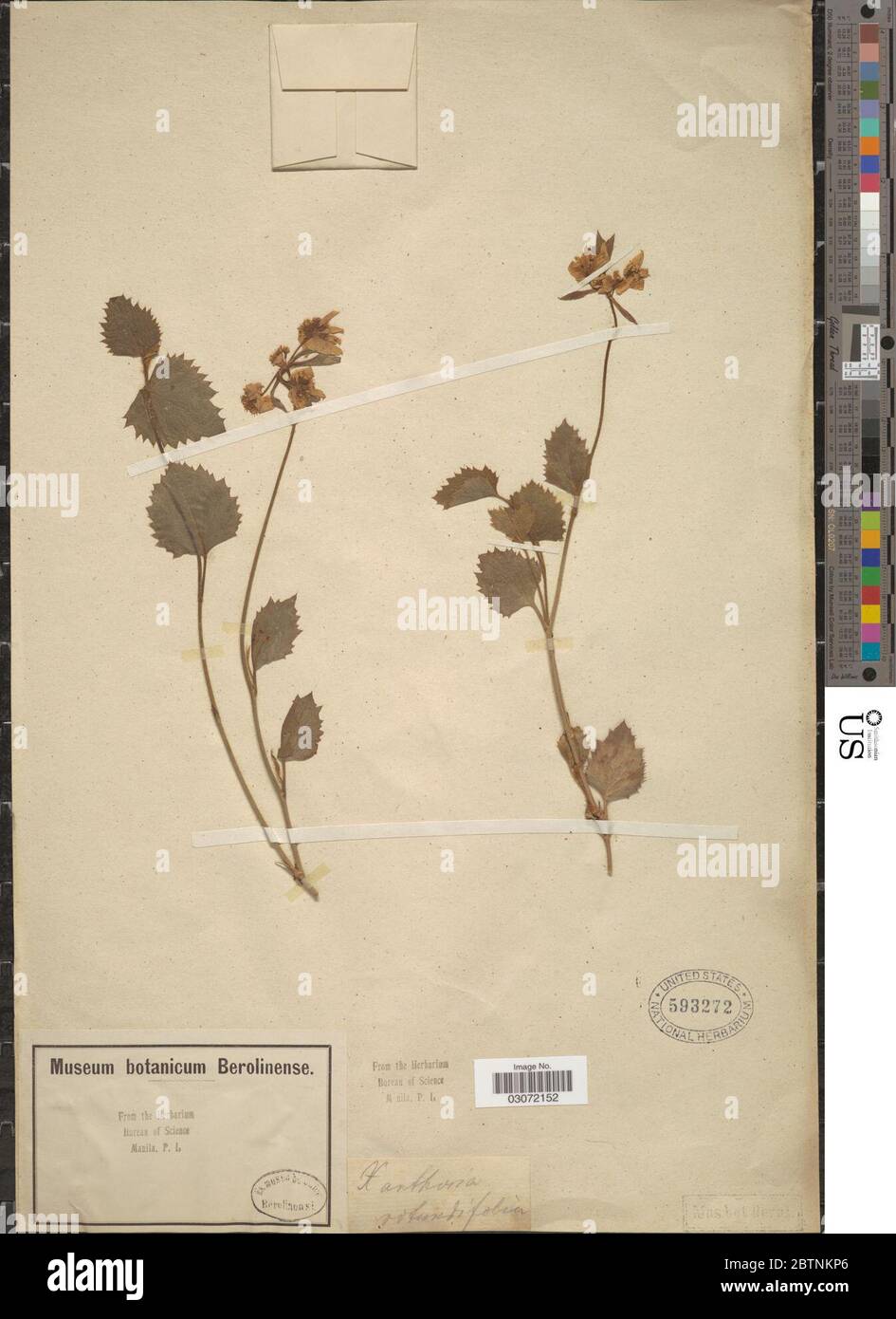 Xanthosia rotundifolia DC Stock Photo - Alamy