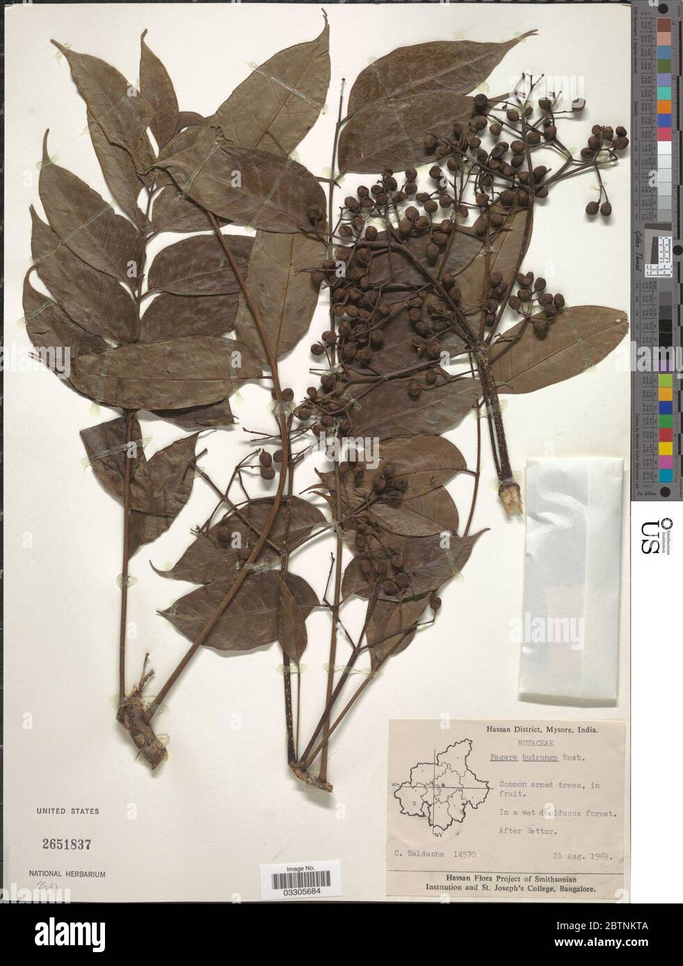 Zanthoxylum budrunga. 12 Jul 20191 Stock Photo - Alamy