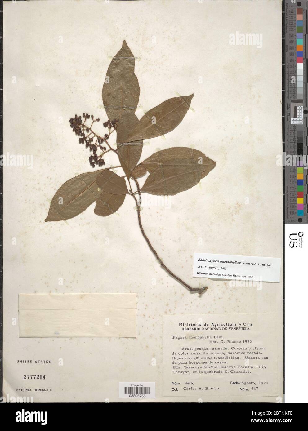 Zanthoxylum monophyllum hi-res stock photography and images - Alamy