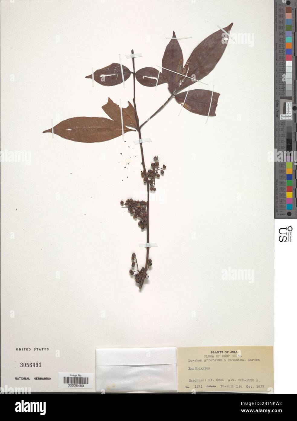 Zanthoxylum zanthoxylum sp hi-res stock photography and images - Alamy