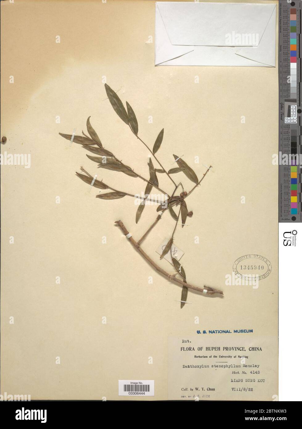 Zanthoxylum stenophyllum Hemsl. 12 Jul 20191 Stock Photo - Alamy