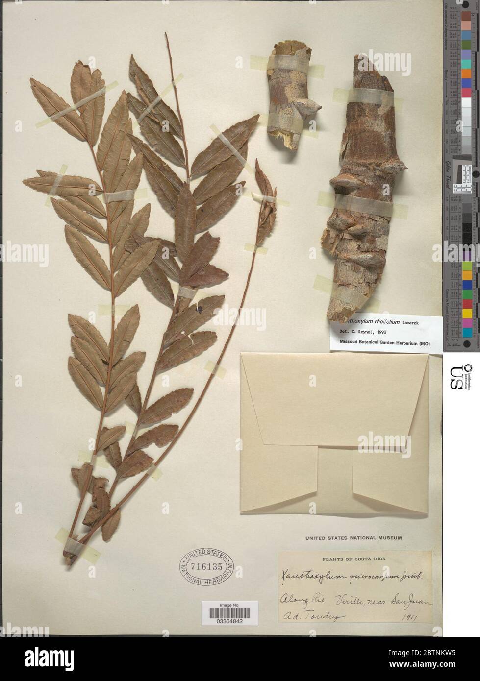 Zanthoxylum rhoifolium hi-res stock photography and images - Alamy